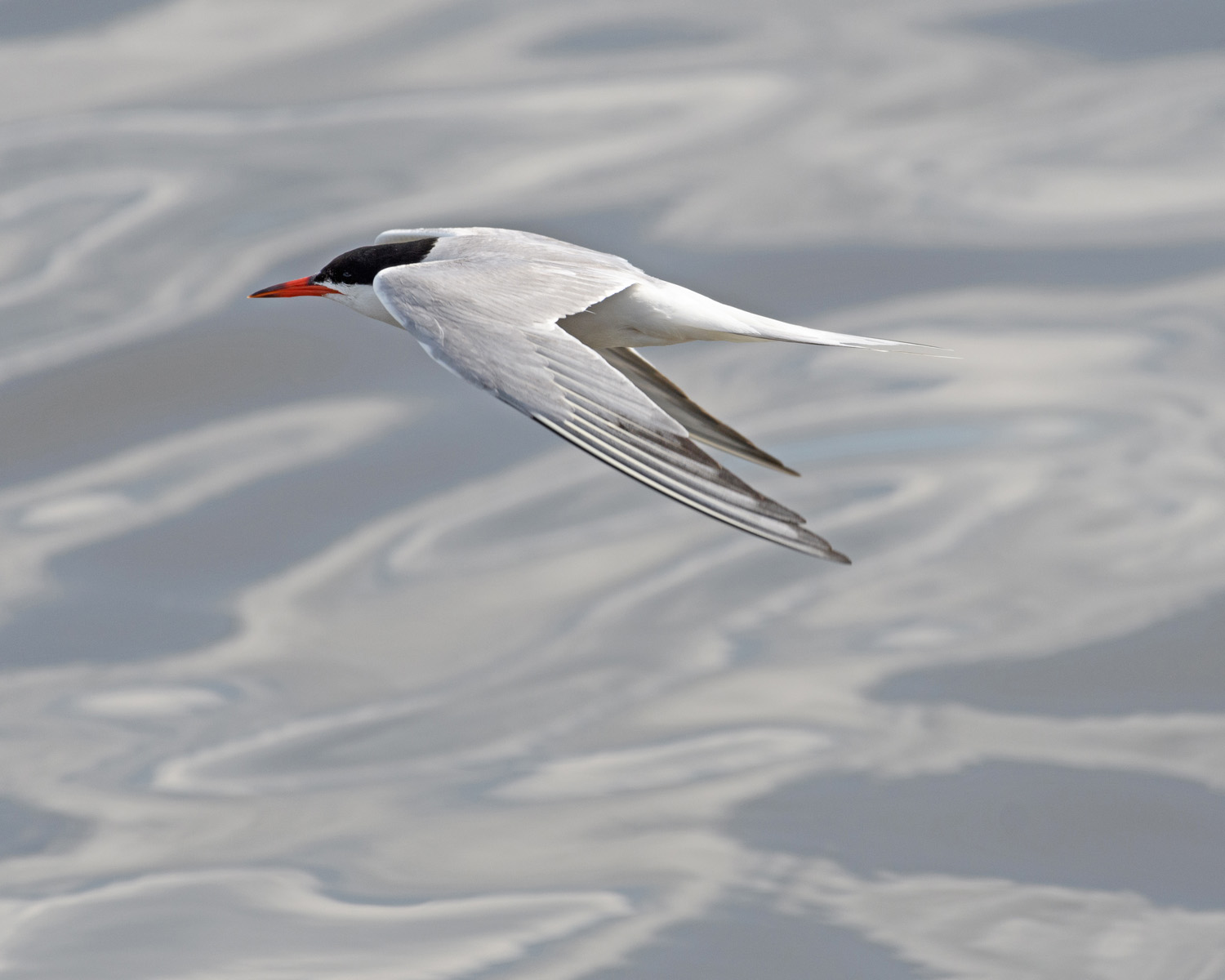 Common Tern – Shayna Marchese